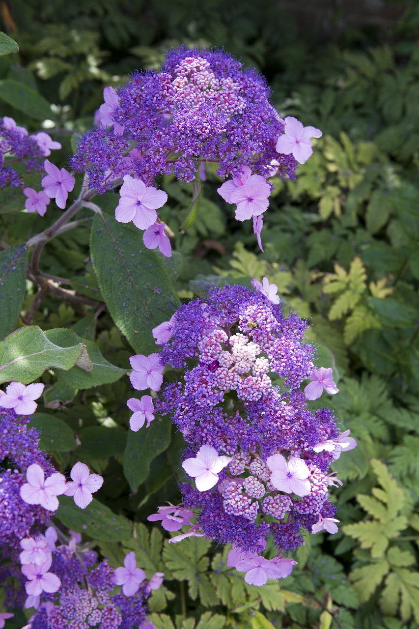 Hortensia Azul Vibrante Jardín - Foto gratis en Pixabay - Pixabay