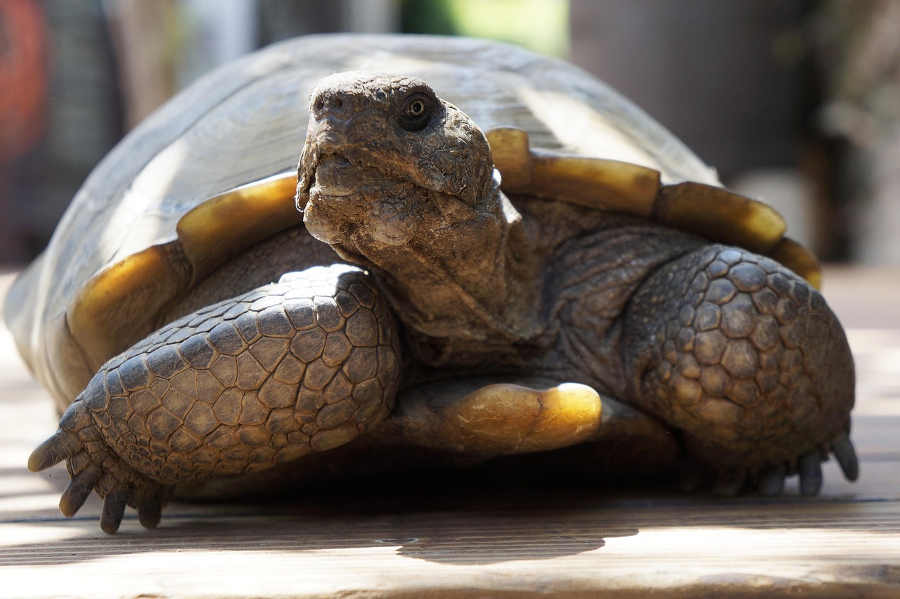 Tortuga Del Desierto En - Foto gratis en Pixabay - Pixabay