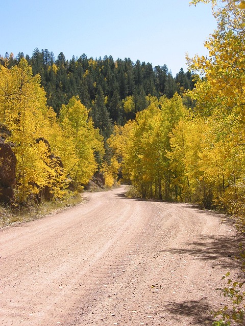Aspen Colorado Forest - Free photo on Pixabay - Pixabay
