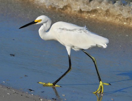 Snowy Egret Wildlife Nature - Free photo on Pixabay