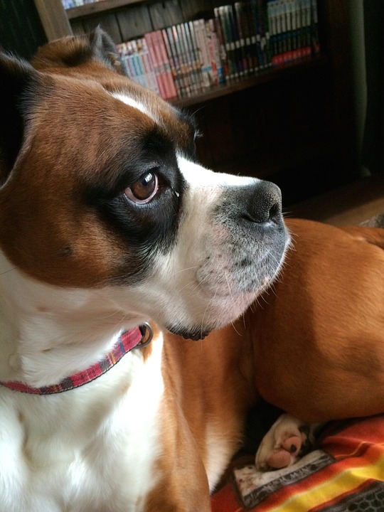 Perro Boxer Criar - Foto gratis en Pixabay - Pixabay