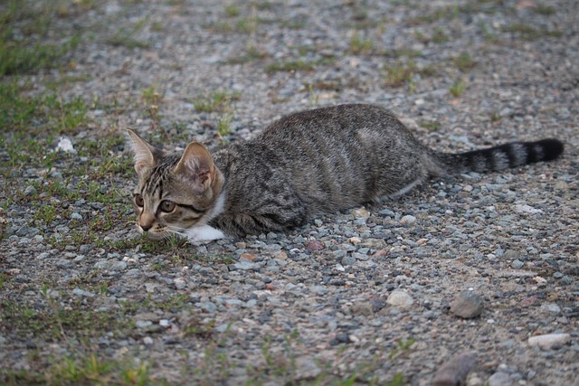 Kostenloses Foto: Katzenbaby, Getigert, Katze, Lauer - Kostenloses Bild ...