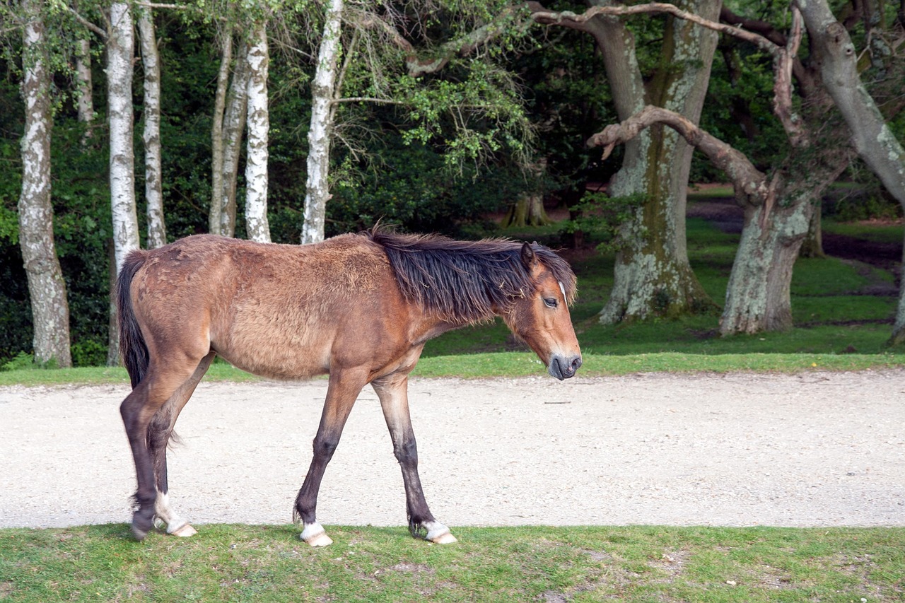 Horse Pony Wild New Forest - Free photo on Pixabay