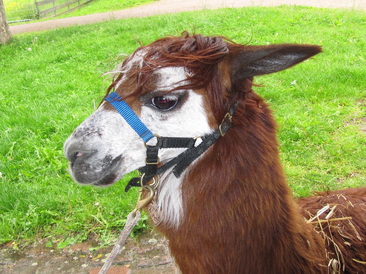 Lama Camello Al San - Foto gratis en Pixabay - Pixabay
