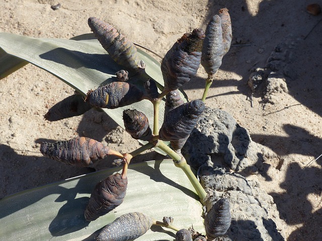 Welwitischia Mirabilis Desert - Free photo on Pixabay