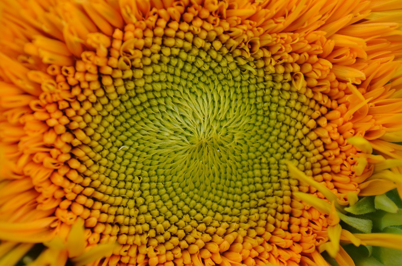 10,000+ Free Sunflowers & Nature Images - Pixabay