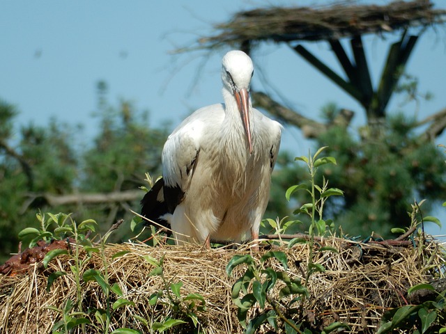 Cigogne Animal Oiseau - Photo gratuite sur Pixabay - Pixabay