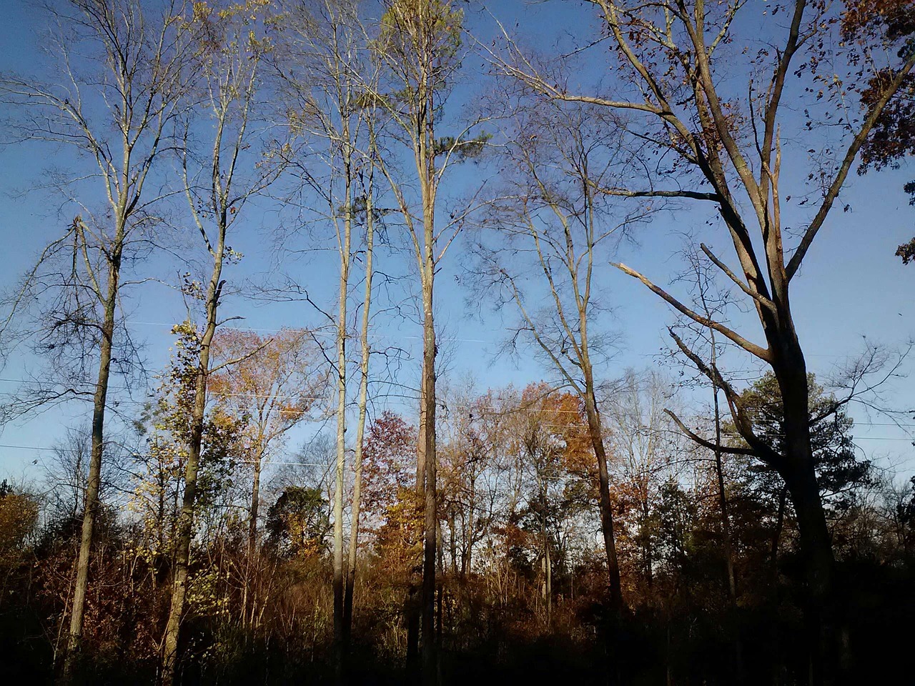 50+ Free Tree Against Sky & Nature Images - Pixabay