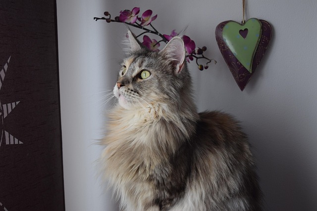 Cat Main Coon Maine Domestic - Free photo on Pixabay - Pixabay