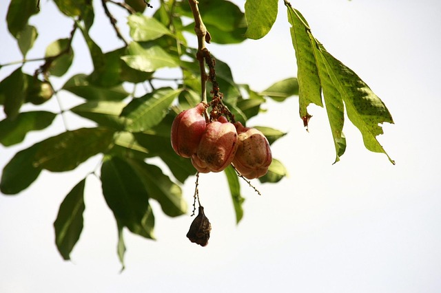 Ackee Fruit Caribbean - Free photo on Pixabay - Pixabay