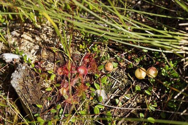Rossolis Drosera Tentacules - Photo gratuite sur Pixabay - Pixabay