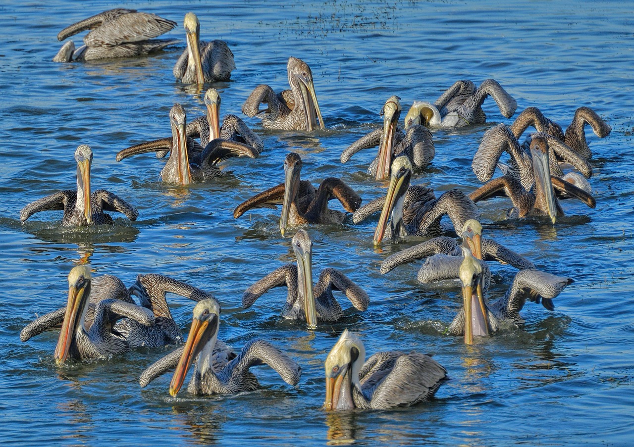 2,000+ Free Pelikány & Pelican Images - Pixabay