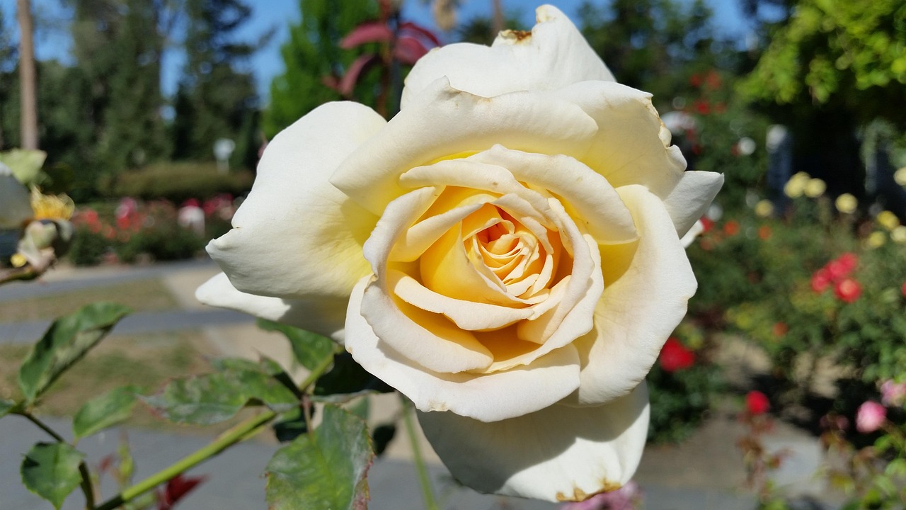 Rose Blanche Fleur - Photo gratuite sur Pixabay - Pixabay