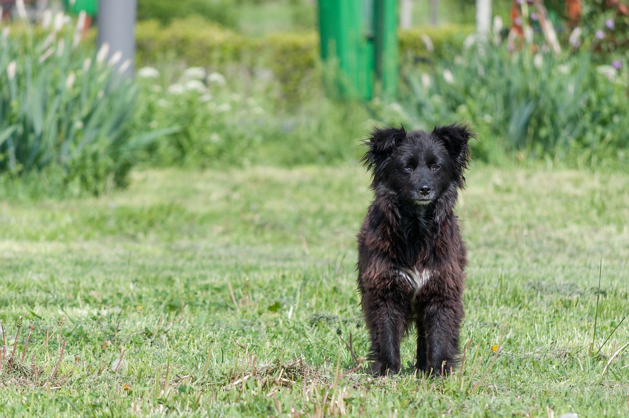 Pup Dog Park - Free photo on Pixabay