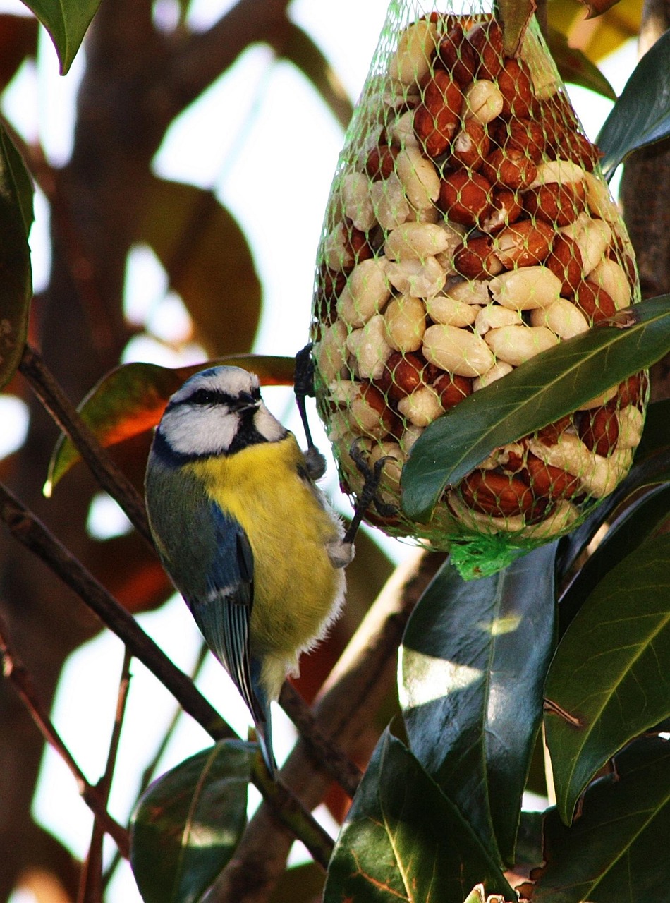 Domestic Bird Nature - Free photo on Pixabay - Pixabay