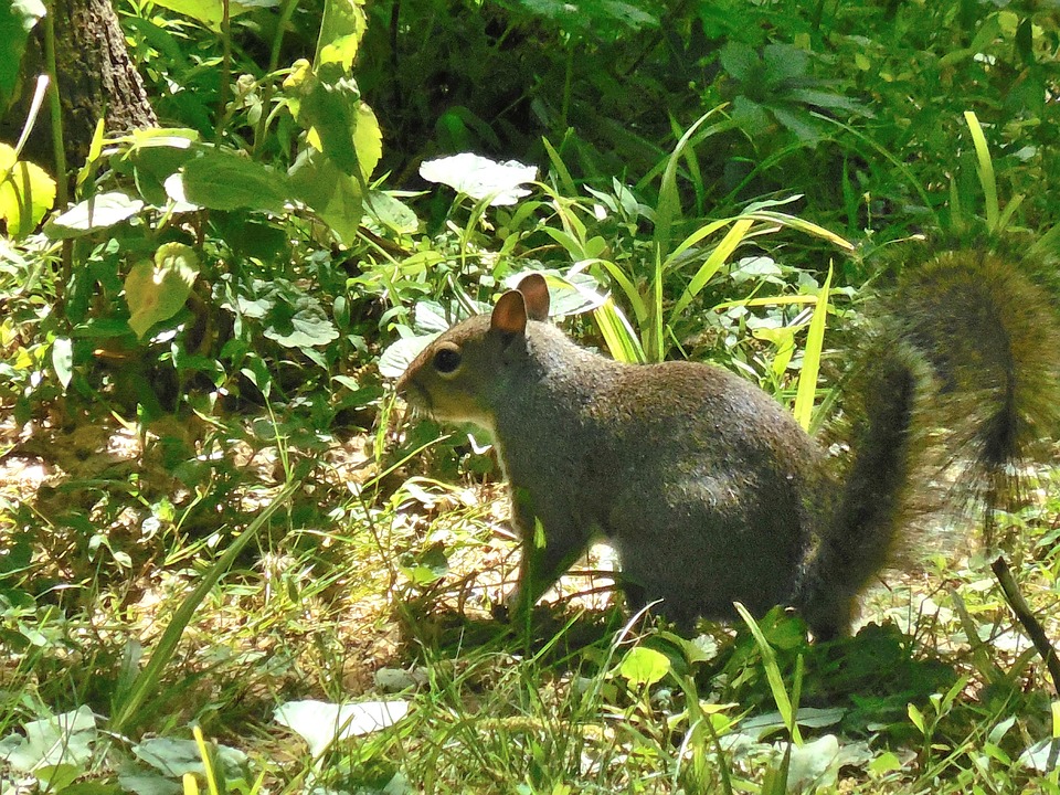 Ardilla Salvaje Naturaleza - Foto gratis en Pixabay - Pixabay
