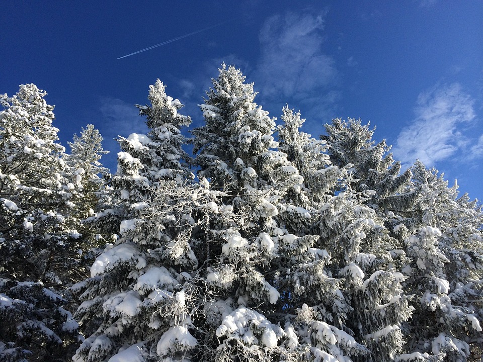 Wald Winter Schnee - Kostenloses Foto auf Pixabay - Pixabay