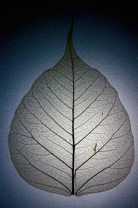 Blad Bladstructuur Bladaders - Gratis foto op Pixabay - Pixabay