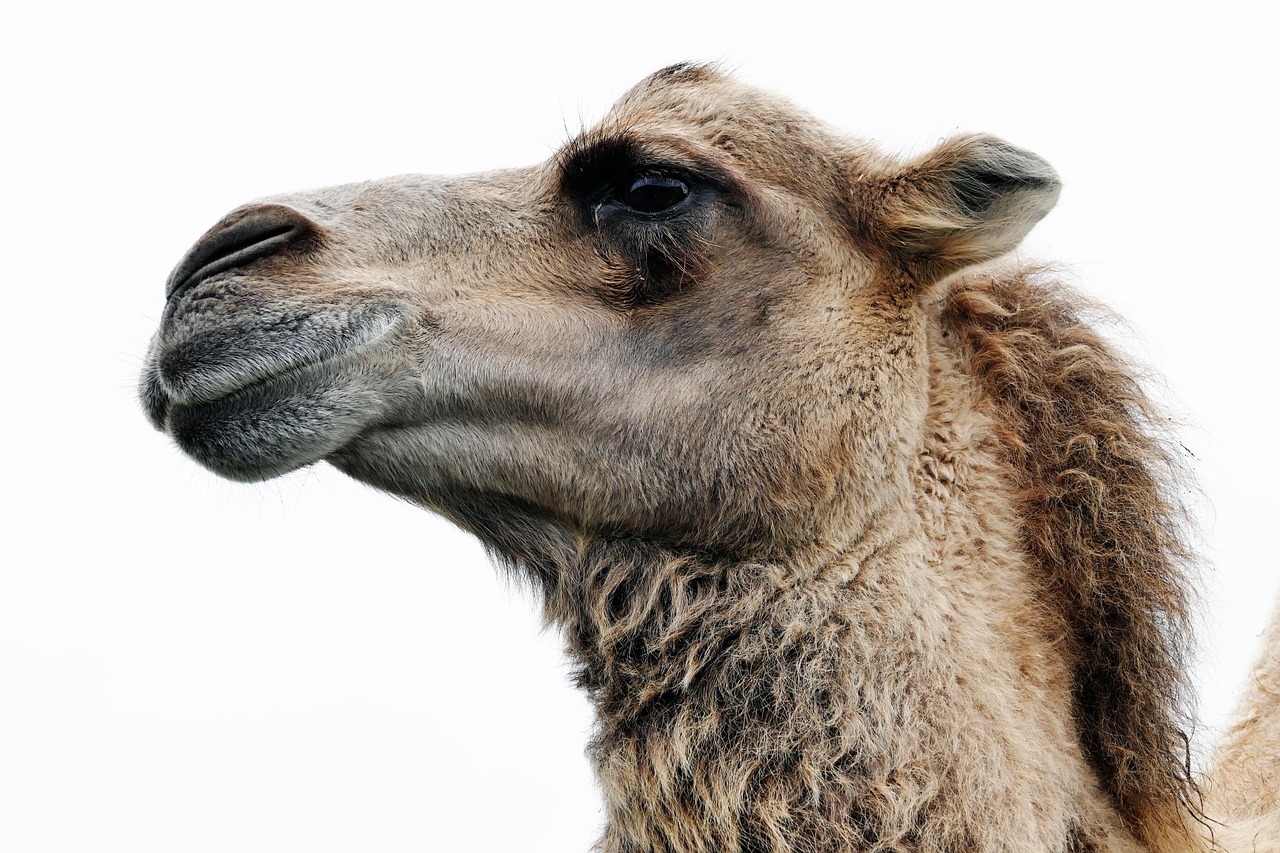 Animal Camel Nature - Free photo on Pixabay