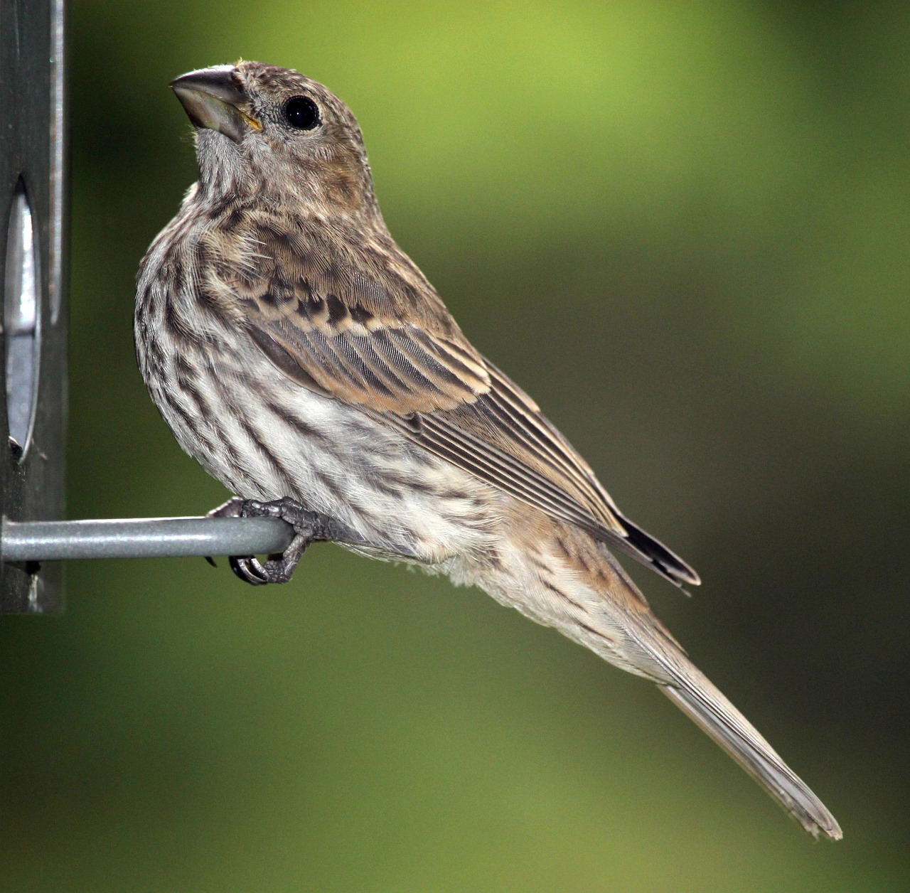 Female Ruby Finch - Free photo on Pixabay