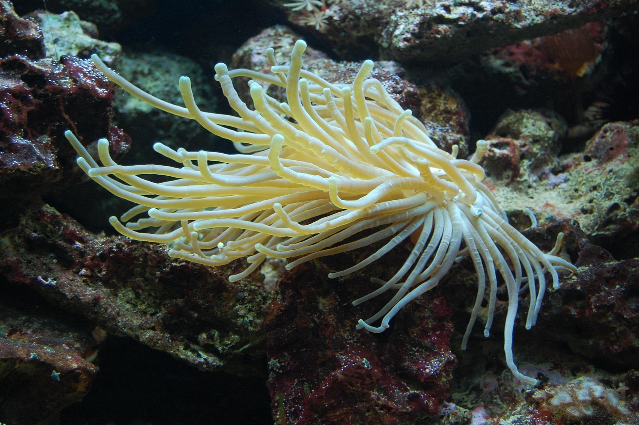 Anémona De Mar Acuario Criaturas - Foto gratis en Pixabay - Pixabay