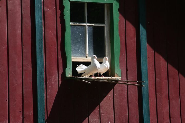100+ Free Pigeon Building & Building Images - Pixabay