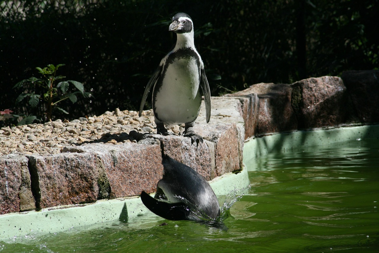 Zoo Animal Tiergarten - Free photo on Pixabay - Pixabay