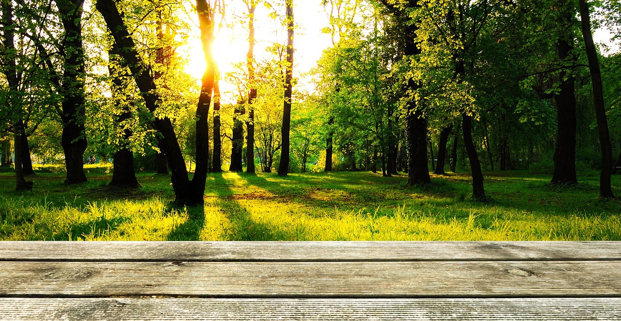 Hintergrund Holz Wald Kostenloses Foto Auf Pixabay Hintergrund Holz Wald Kostenloses Foto Auf Pixabay