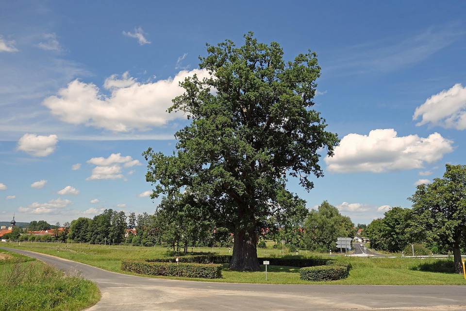 Albertshausen Eiche Baum - Kostenloses Foto auf Pixabay - Pixabay