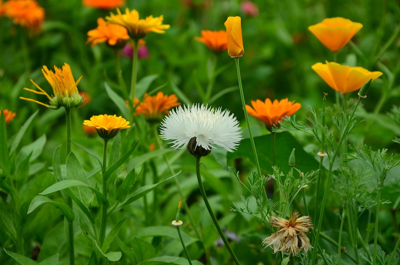 Bunga Anyelir Poppy Kuning - Foto gratis di Pixabay - Pixabay