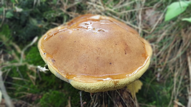 Cogumelo Floresta Natureza - Foto gratuita no Pixabay - Pixabay