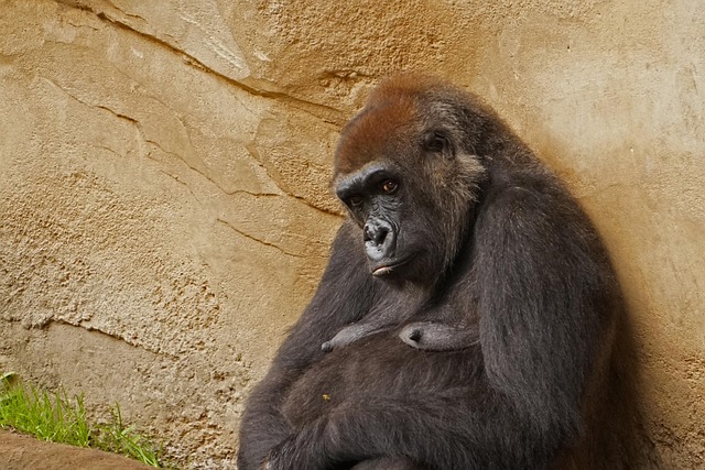 Gorilla Ape View - Free photo on Pixabay - Pixabay