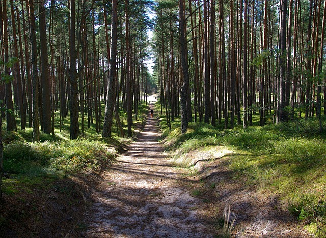 Pine Forest Trail Sand - Free photo on Pixabay - Pixabay