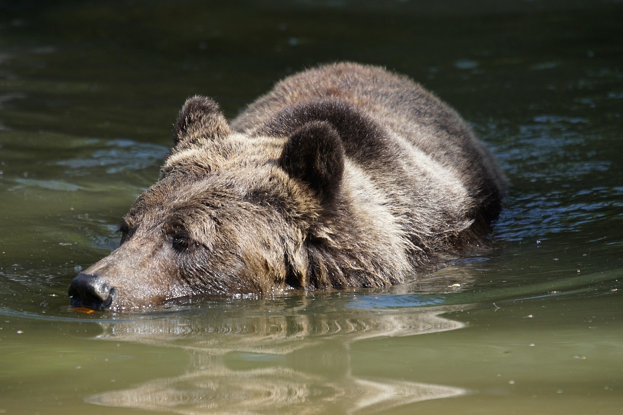 Ours Brun Se Baigner - Photo gratuite sur Pixabay - Pixabay