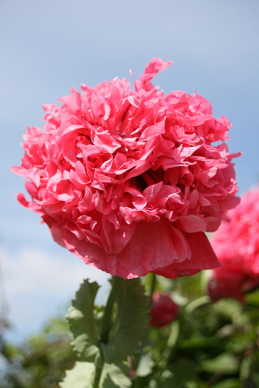 Pink Poppy Frou Sky - Free photo on Pixabay - Pixabay