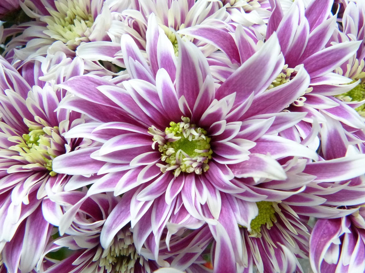 Flower Blossom Bloom - Free photo on Pixabay - Pixabay