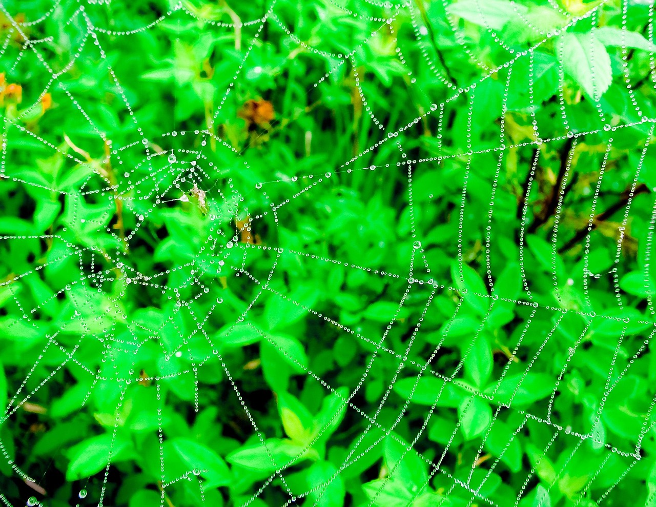 Paj k Owad Chrz szcz Darmowe Zdj cie Na Pixabay Pixabay Paj k Owad Chrz szcz Darmowe Zdj cie Na Pixabay Pixabay