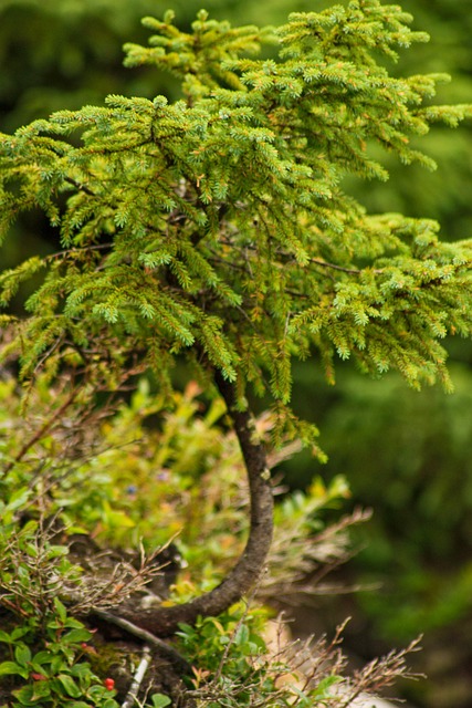 Árbol Verde Ecología El - Foto gratis en Pixabay