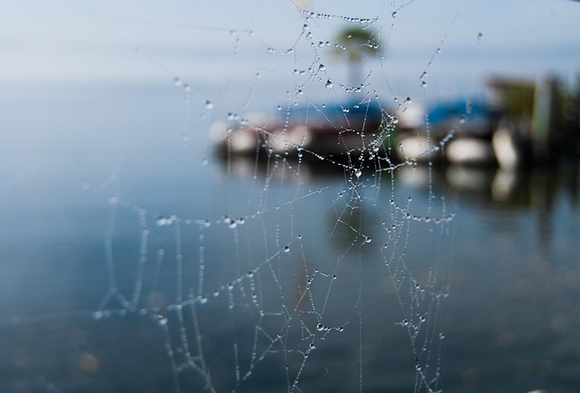 Spider Web Dewdrop Water Lake - Free photo on Pixabay - Pixabay