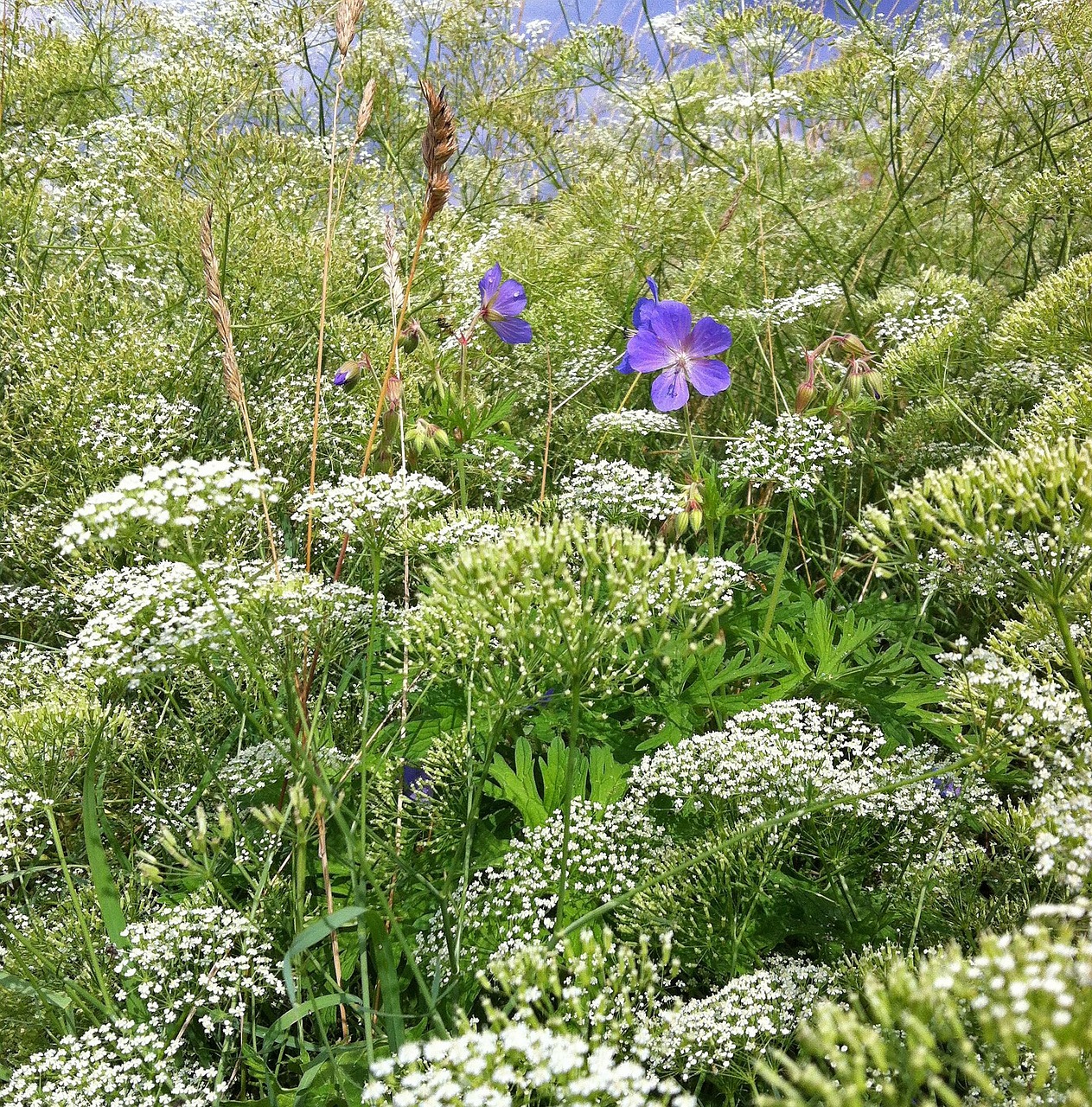 Meadow Chervil - Free photo on Pixabay - Pixabay