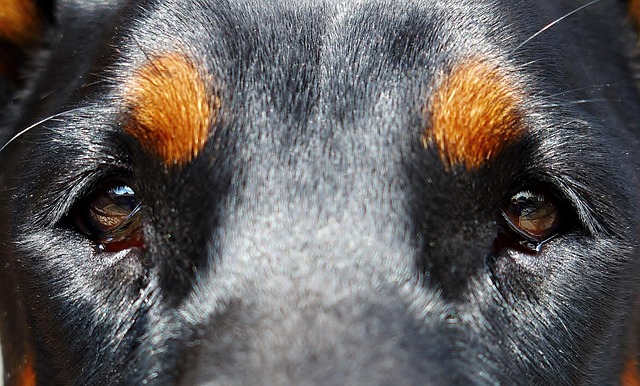 Perro Ojos - Foto gratis en Pixabay - Pixabay