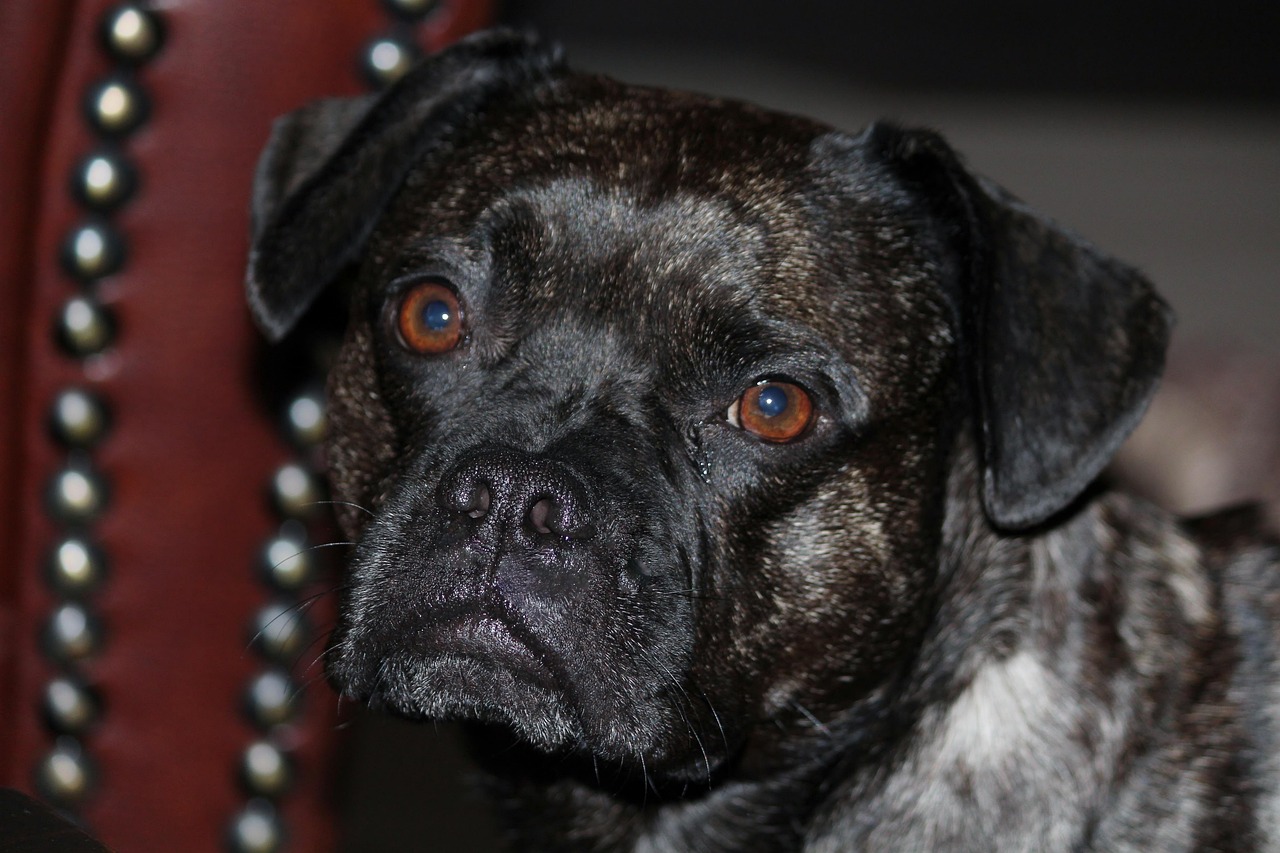 Perro Bulldog Francés Animal - Foto gratis en Pixabay - Pixabay