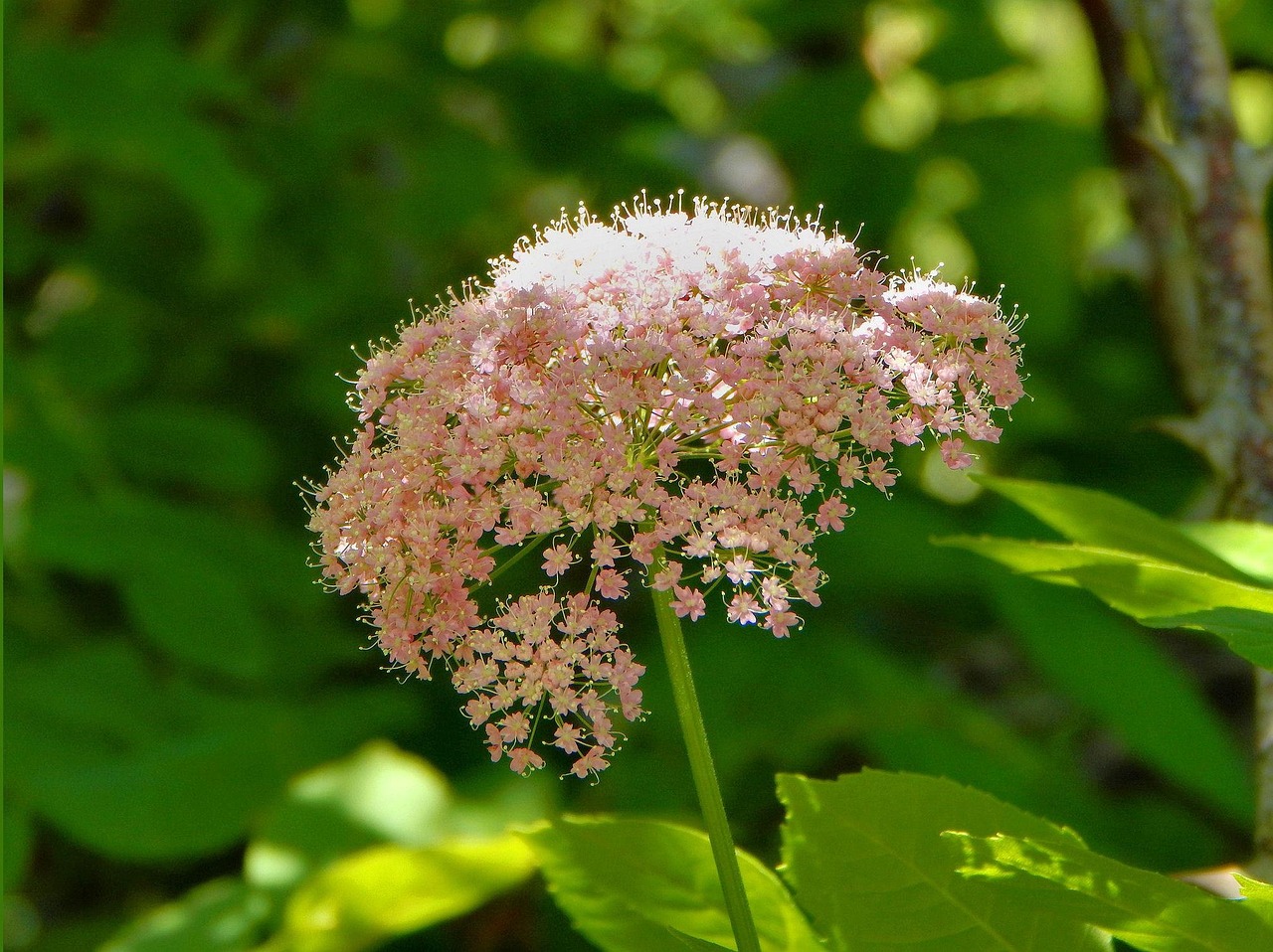 20+ Free Flower Angelica & Angelica Images - Pixabay