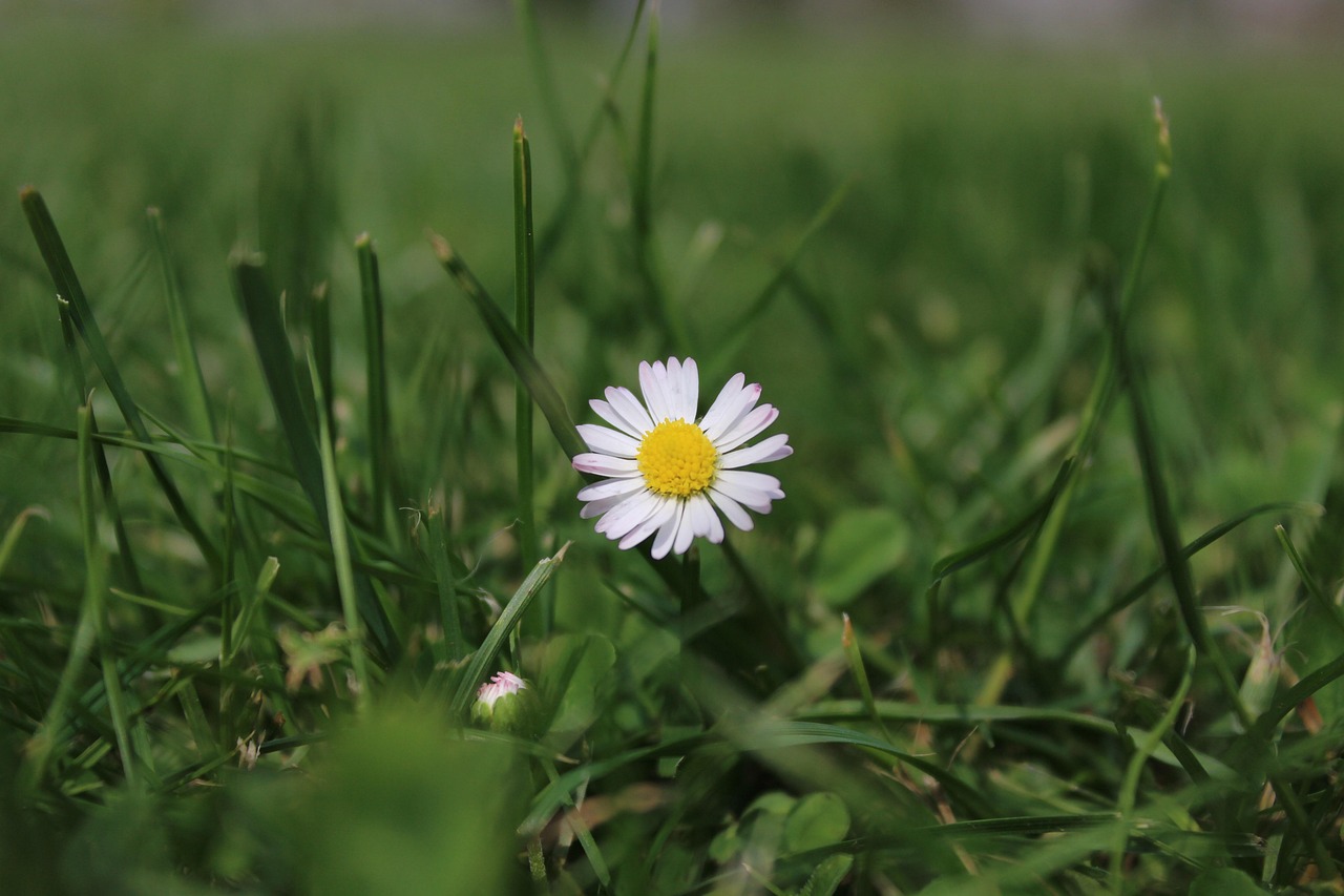Bunga Aster Halaman Rumput Padang - Foto gratis di Pixabay - Pixabay