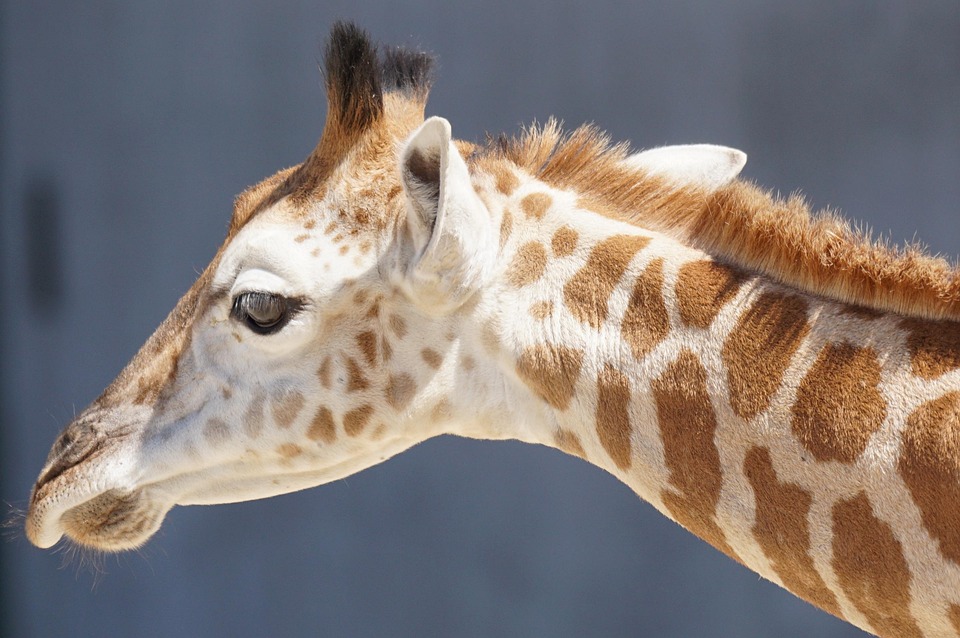 Giraffe Cub Ruminant Pair Of - Free photo on Pixabay - Pixabay