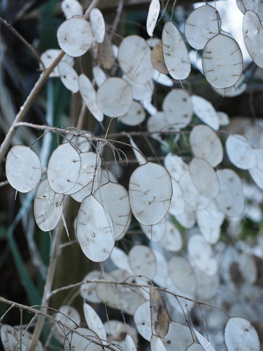 Silver Leaf Lunaria Silberling - Free photo on Pixabay - Pixabay