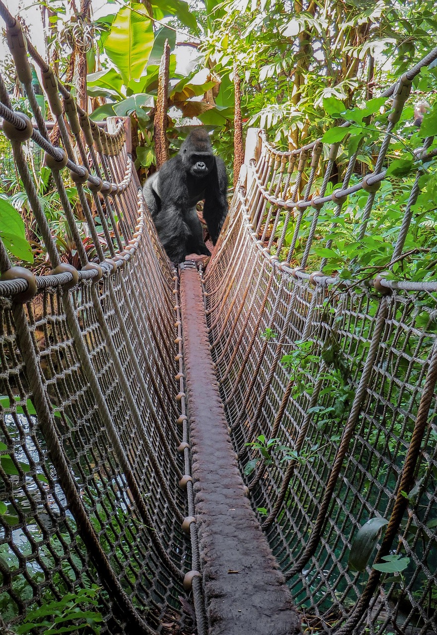 Ape Gorilla Image Montage - Free photo on Pixabay - Pixabay