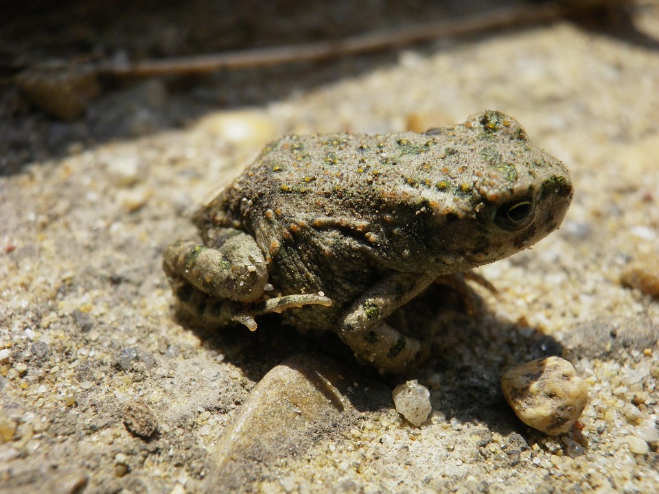Frog Sand - Free photo on Pixabay - Pixabay