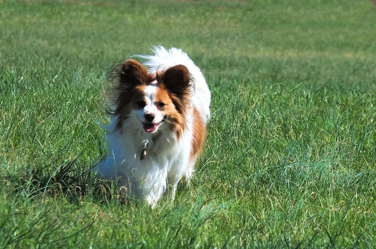 Cachorro Cão - Foto gratuita no Pixabay - Pixabay