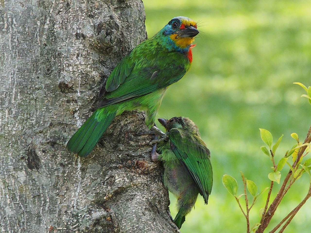30,000+ Free Five Birds & Nature Images - Pixabay